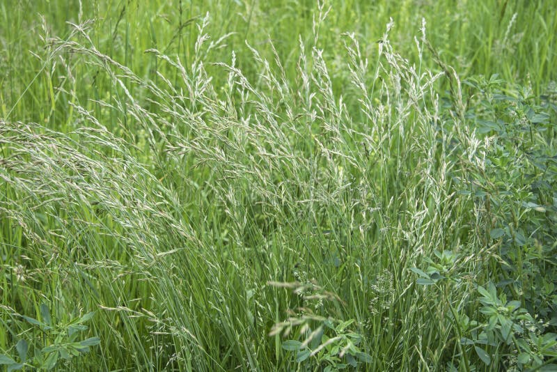 Poa Trivialis Photos - Free & Royalty-Free Stock Photos from Dreamstime