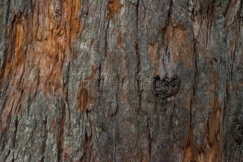 Rough brown bark texture stock image. Image of closeup - 111470561