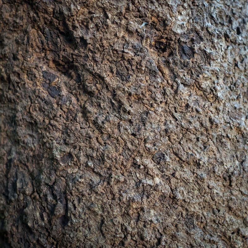 Rough Brown Dirty Tree Skin Surface Stock Image - Image of nature ...