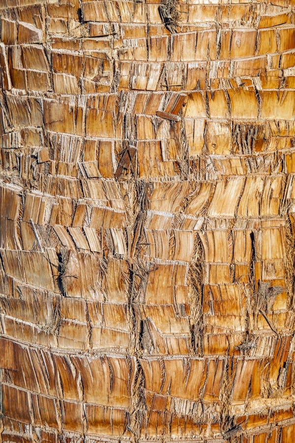 Rough Brown Palm Tree Wood Bark Natural Texture Background. Stock Image ...