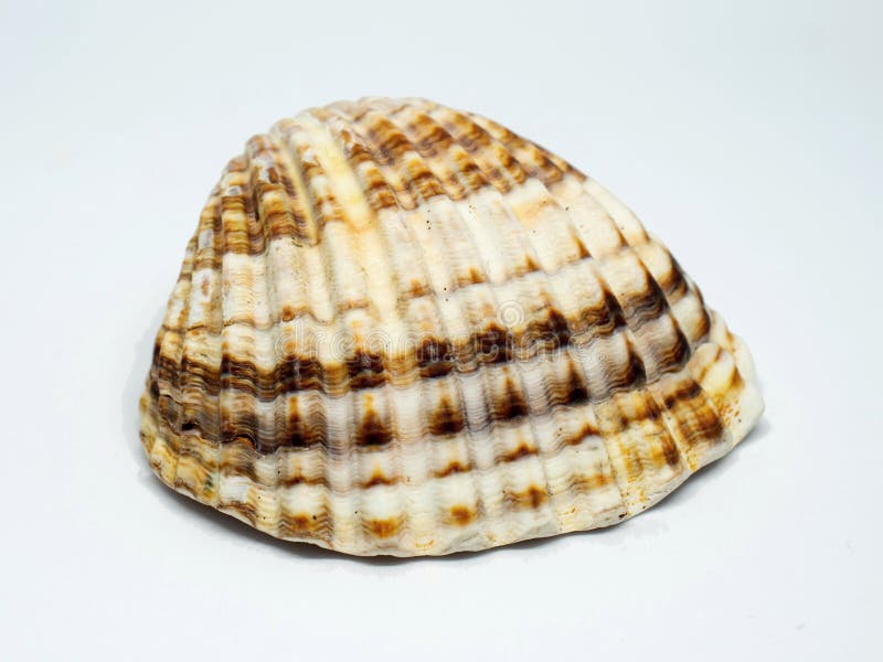 Isolated Shellfish Brown Strips Stock Photos - Free & Royalty-Free ...