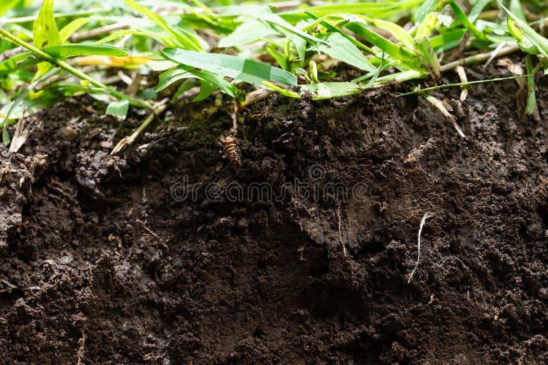 Rough Brown Soil with Green Grass Plant Stock Image - Image of growth ...