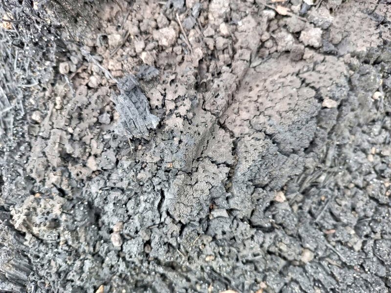 Rough Charred Wood and Earth Texture with Debris Stock Photo - Image of ...