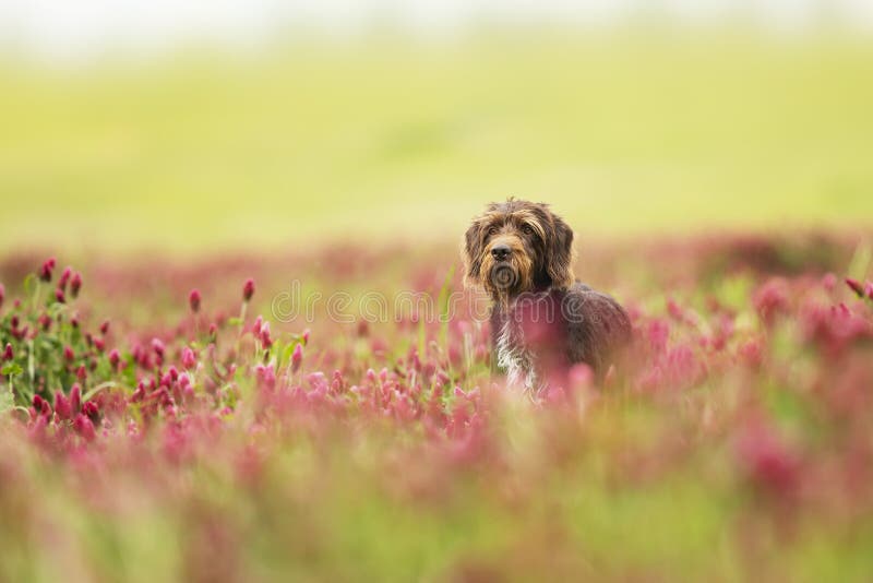 Bohemian Wirehaired Pointing Griffon is a Czech Breed of Versatile ...