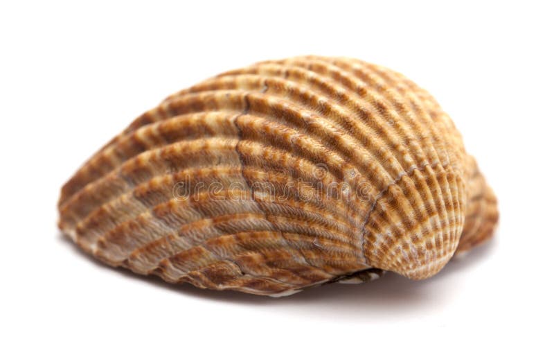 Rough Cockle, Acanthocardia Tuberculata, Shell Isolated on White Stock ...