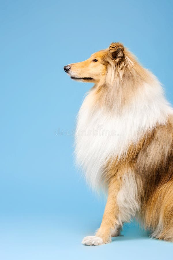 Cute Rough Collie Dog on Blue Background Stock Image - Image of ...