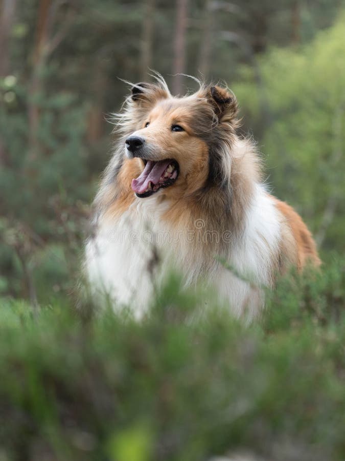 Rough collie at forest stock photo. Image of green, adorable - 100572772
