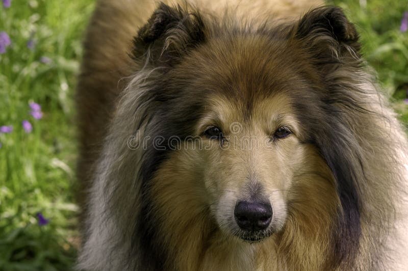 Rough Collie stock photo. Image of animal, canis, rough - 49847412