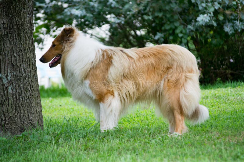 Collie dog in profile stock photo. Image of happy, countryside - 3723524