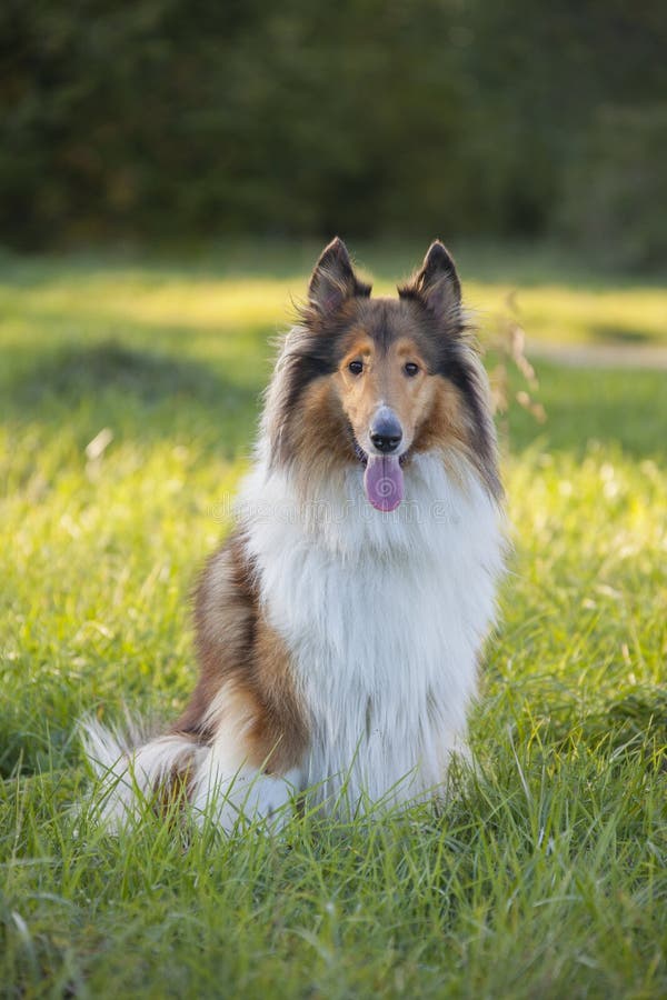 Red Border Collie Portrait in Summer Stock Image - Image of breed ...