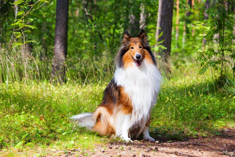 Tricolor Scottish Rough Long-Haired English Collie Lassie Adult Dog ...