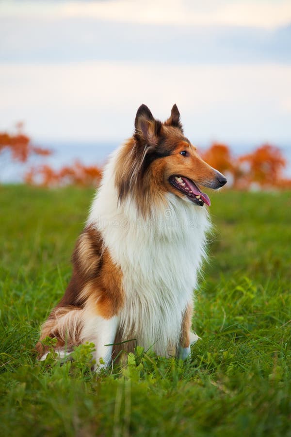 Rough Collie or Scottish Collie Stock Image - Image of back, lassie ...