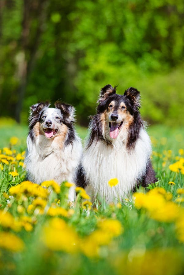 Rough Collie and Sheltie Dogs Stock Image - Image of merle, front: 40709275