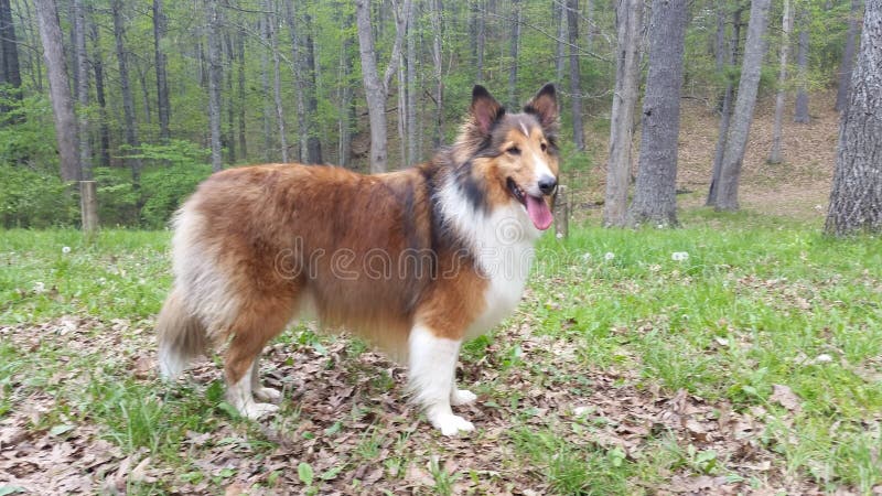 Rough Collie and Sheltie Mix Stock Photo - Image of rough, bread: 53886968