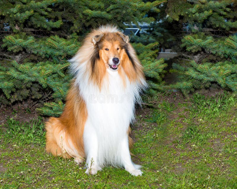 Rough Collie straight. stock image. Image of pooch, exhibition - 53403095