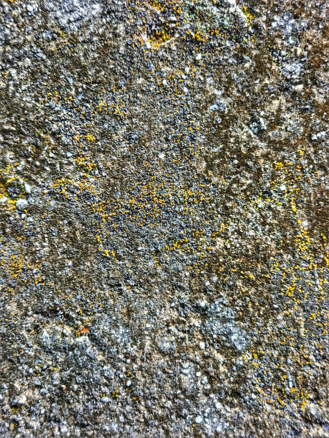 Rough Concrete Wall Texture with Moss and Yellow Lichen Stock Photo ...