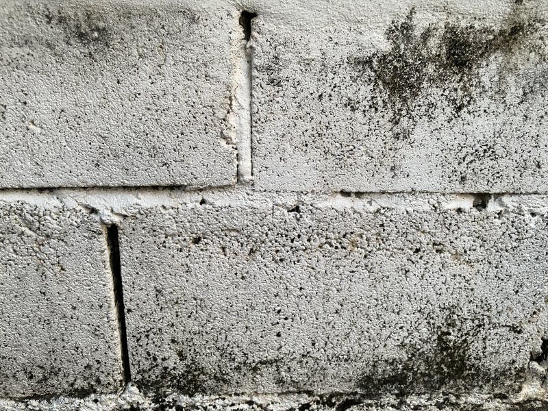 Rough Concrete Wall with Visible Texture and Mold Growth, Showcasing ...