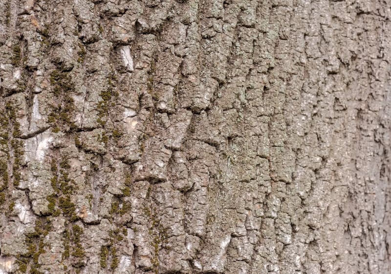 Rough Cracked, Wavy Tree Bark with an Interesting, Rich Texture. Stock ...