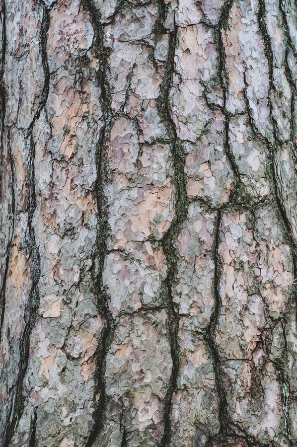 Rough Deciduous Tree Bark, Rough Surface Texture, Simple Background ...