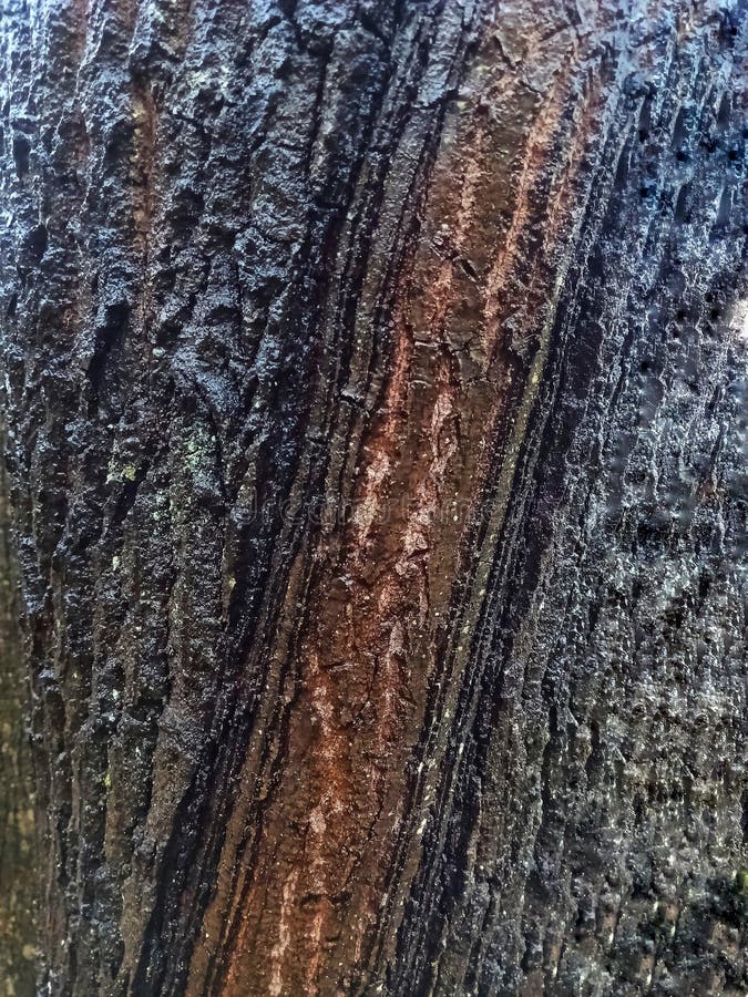 Oak Tree Bark Texture. Background Nature. Nature Relief. Abstract ...