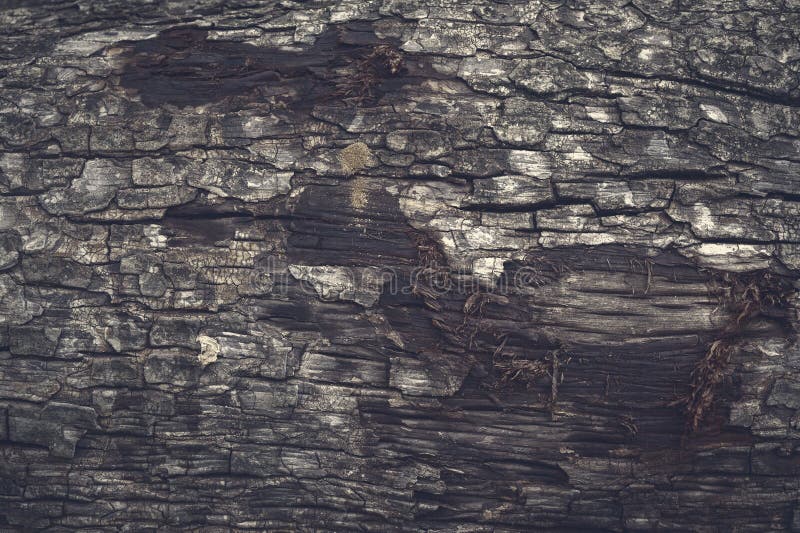 Dirty wallpaper. stock photo. Image of hardwood, natural - 274265556