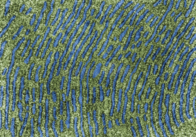 2,240 Electron Microscope Stock Photos - Free & Royalty-Free Stock ...