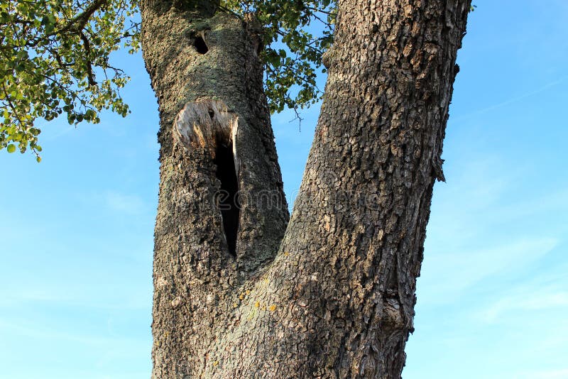 157 Forked Shape Stock Photos - Free & Royalty-Free Stock Photos from ...