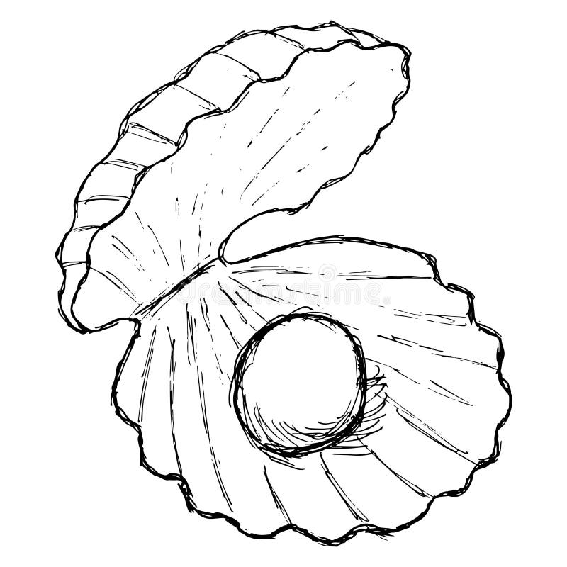 37+ Seashell open Free Stock Photos - StockFreeImages