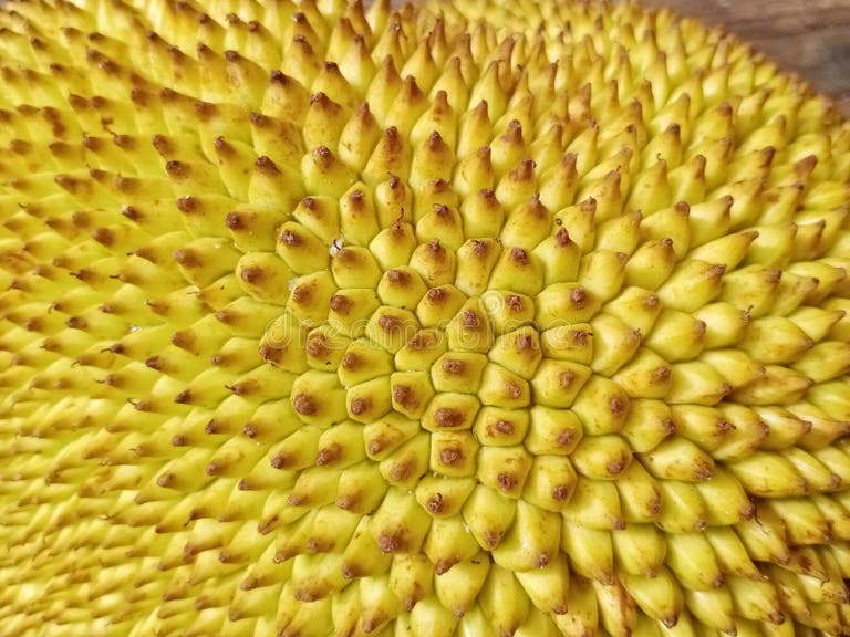 The Surface of the Jackfruit Skin with a Sharp Thorn Stock Image ...