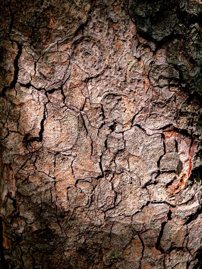 Rough Furrow on the Patterned Bark Stock Photo - Image of furrow, asia ...