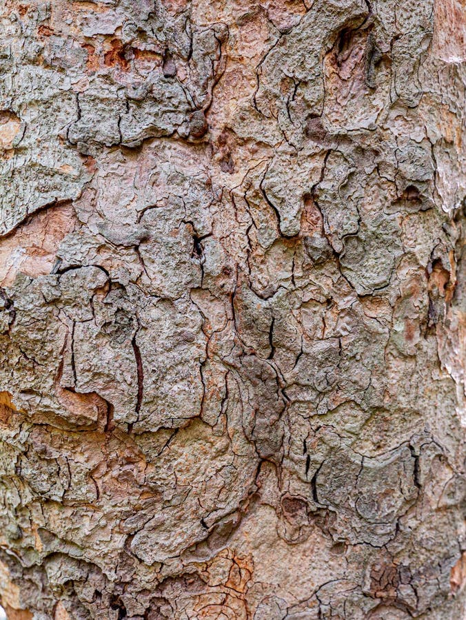 Rough Furrow on the Patterned Bark Stock Photo - Image of natural ...