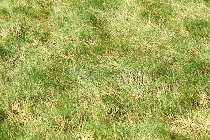 Rough grass stock photo. Image of texture, green, tufts - 4902930