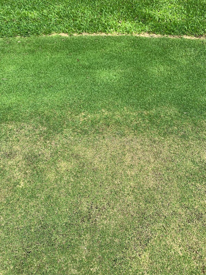 Rough Green Grass from Golf Ground Stock Photo - Image of outdoors ...