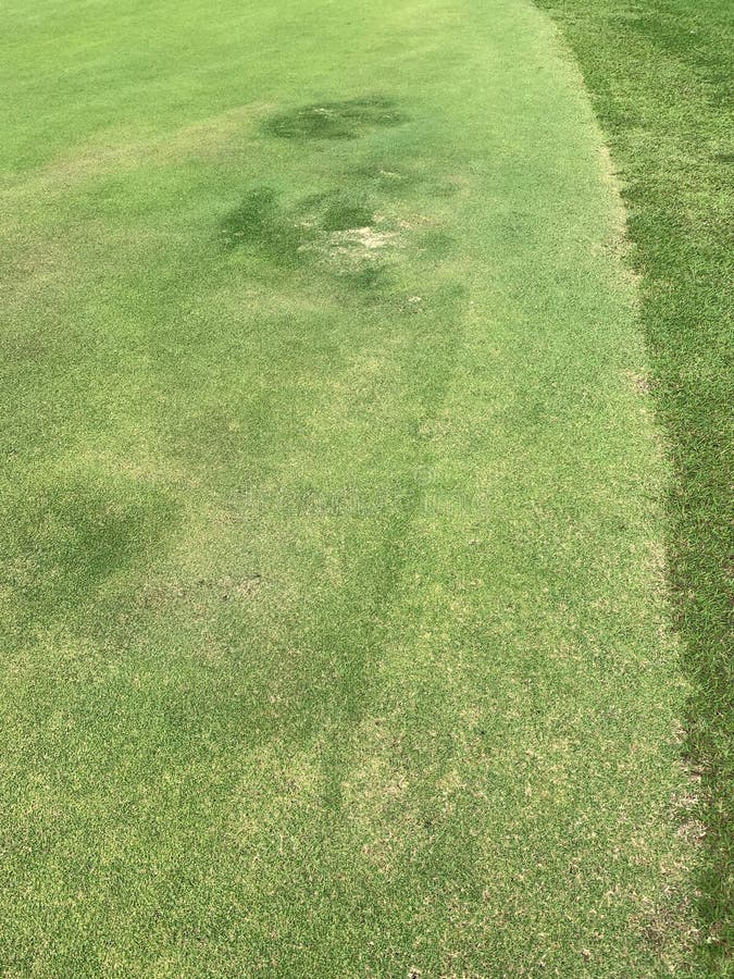 Rough Green Grass from Golf Ground Stock Photo - Image of recreation ...