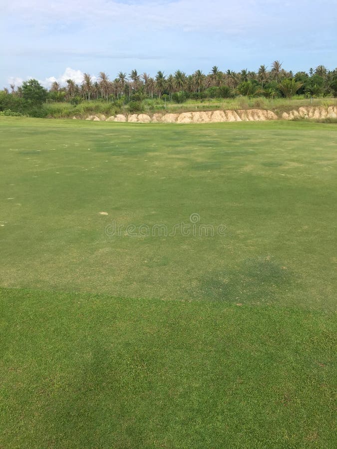 Rough Green Grass from Golf Ground Stock Image - Image of line, lawn ...