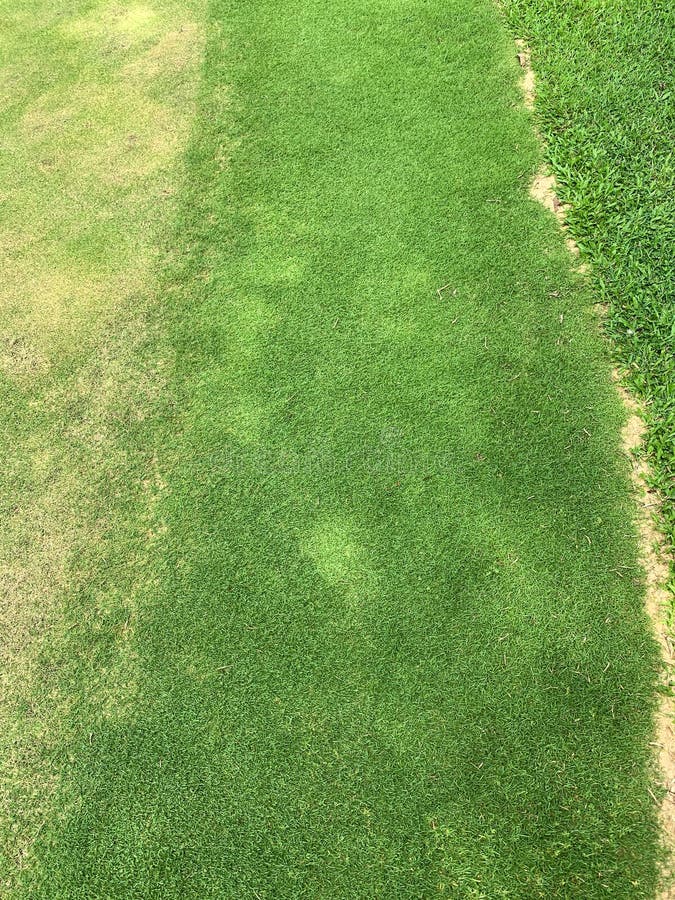 Rough Green Grass from Golf Ground Stock Image - Image of football ...