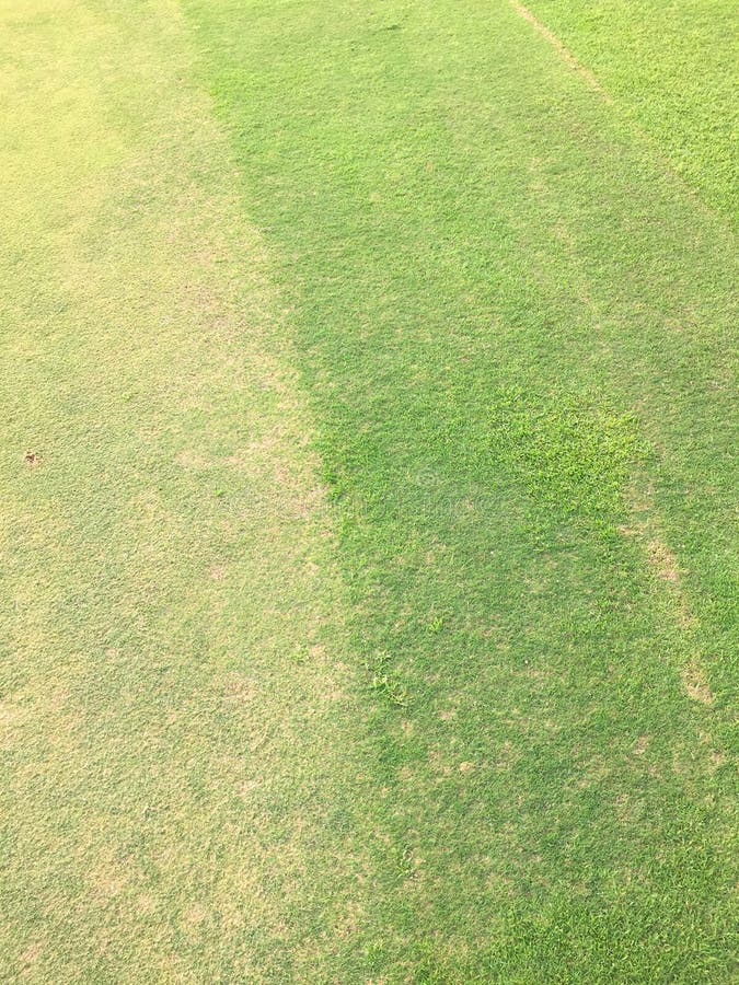 Rough Green Grass from Tropical Golf Ground Stock Photo - Image of ...