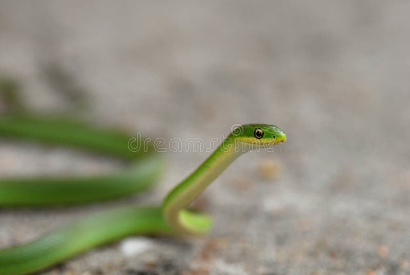 Rough Green Snake stock photo. Image of reptile, serpent - 505672