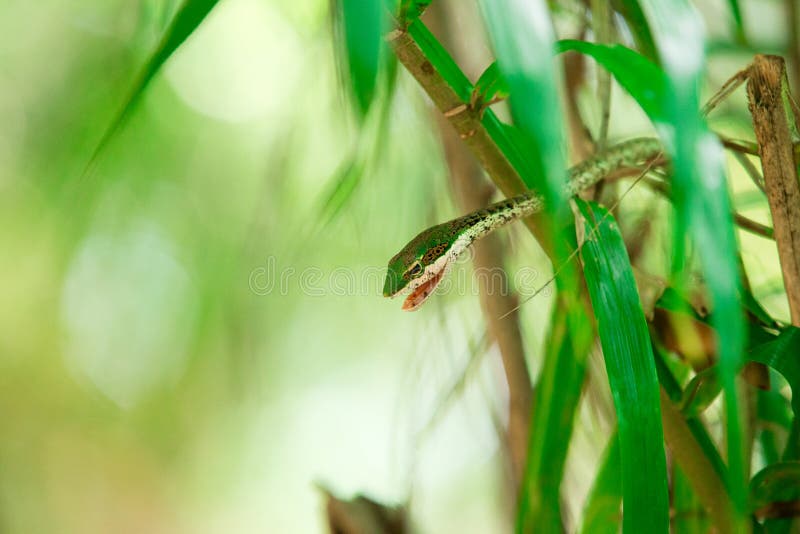 Rough Green Snake stock image. Image of ecology, slender - 263224153