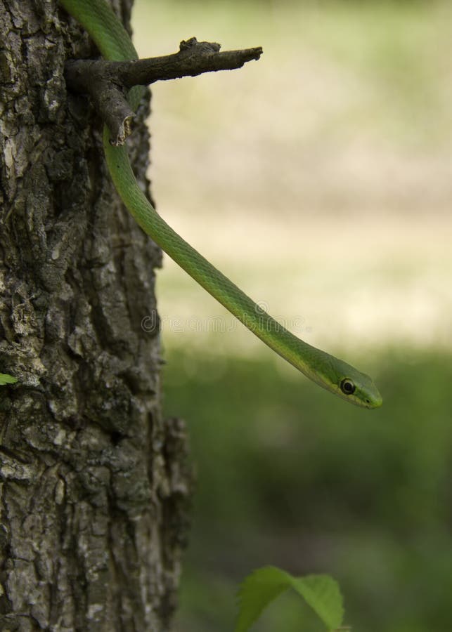 Rough green snake in tree stock image. Image of animal - 30086805
