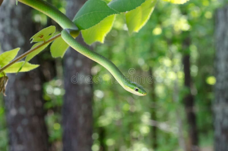 Rough Green Snake stock photo. Image of animal, ephemeral - 76959948