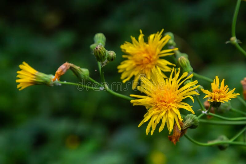 Rough Hawksbeard Crepis Biennis Plant Blooming in a Meadow Stock Photo ...