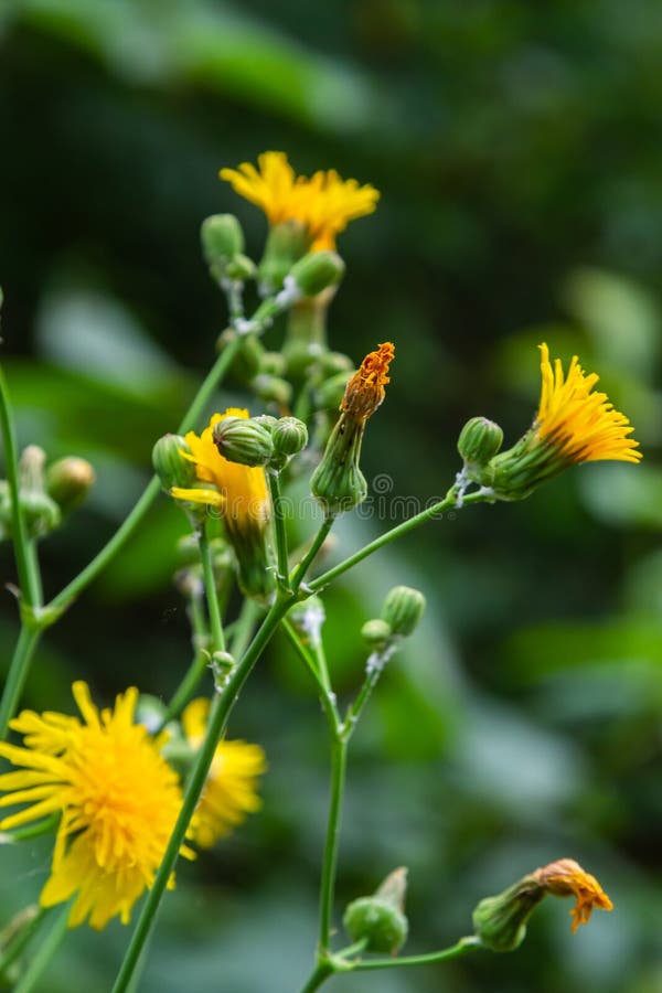 Rough Hawksbeard Crepis Biennis Plant Blooming in a Meadow Stock Photo ...