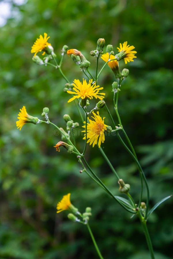 Rough Hawksbeard Crepis Biennis Plant Blooming in a Meadow Stock Photo ...