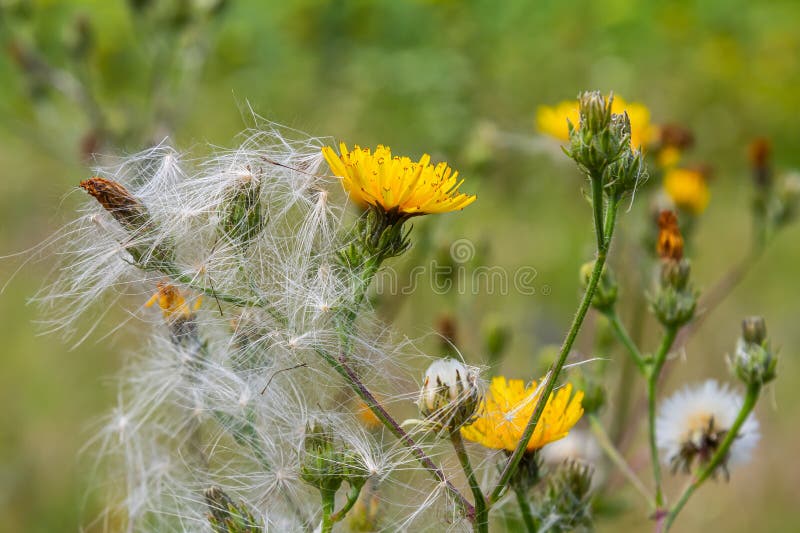 Rough Hawksbeard Crepis Biennis Plant Blooming in a Meadow Stock Image ...