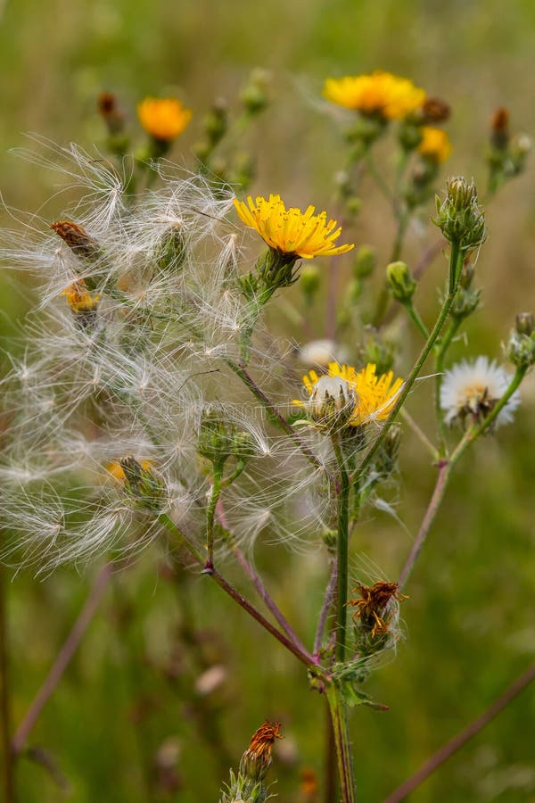 Rough Hawksbeard Crepis Biennis Plant Blooming in a Meadow Stock Image ...