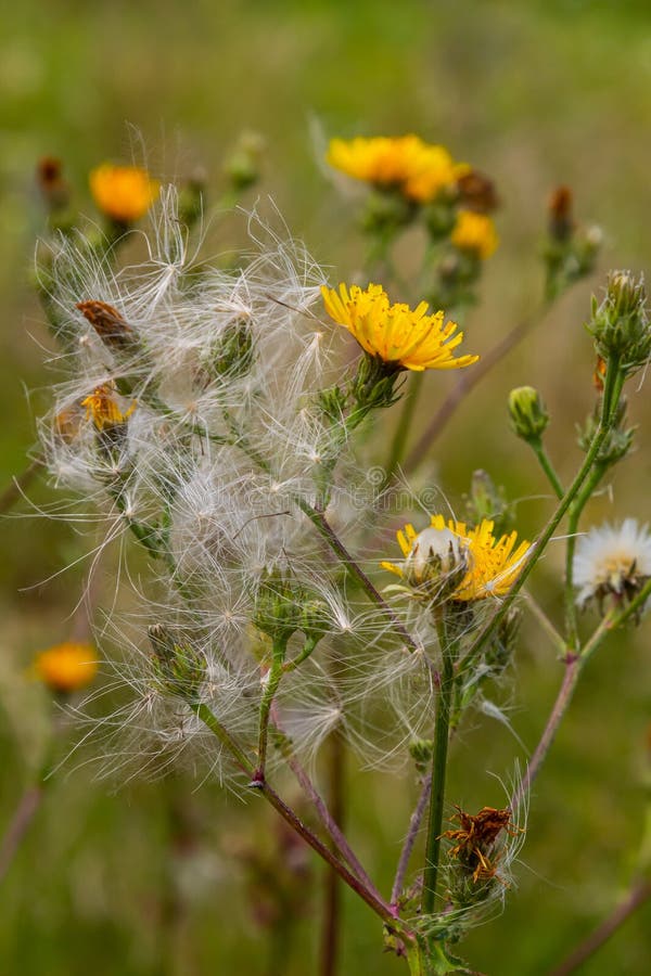 Rough Hawksbeard Crepis Biennis Plant Blooming in a Meadow Stock Photo ...