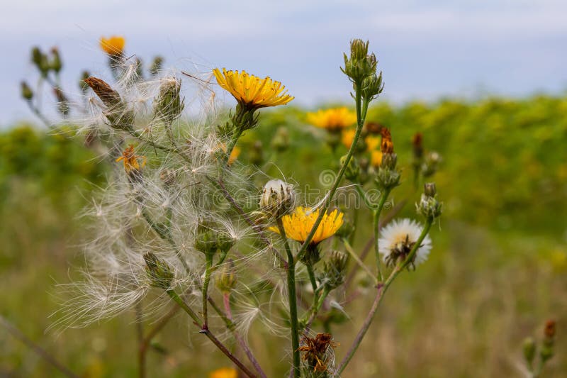 Rough Hawksbeard Crepis Biennis Plant Blooming in a Meadow Stock Photo ...