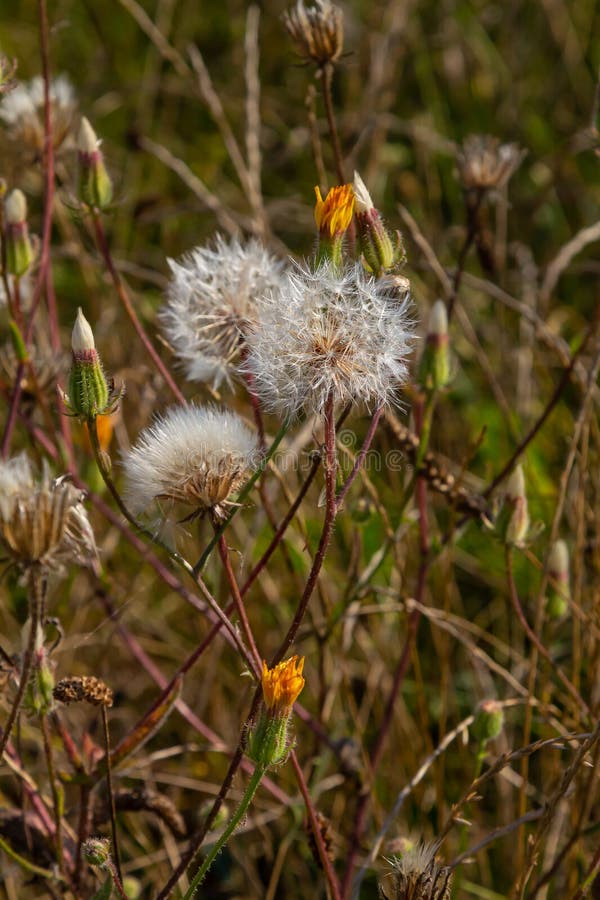 Rough Hawksbeard Crepis Biennis Plant Blooming in a Meadow Stock Image ...