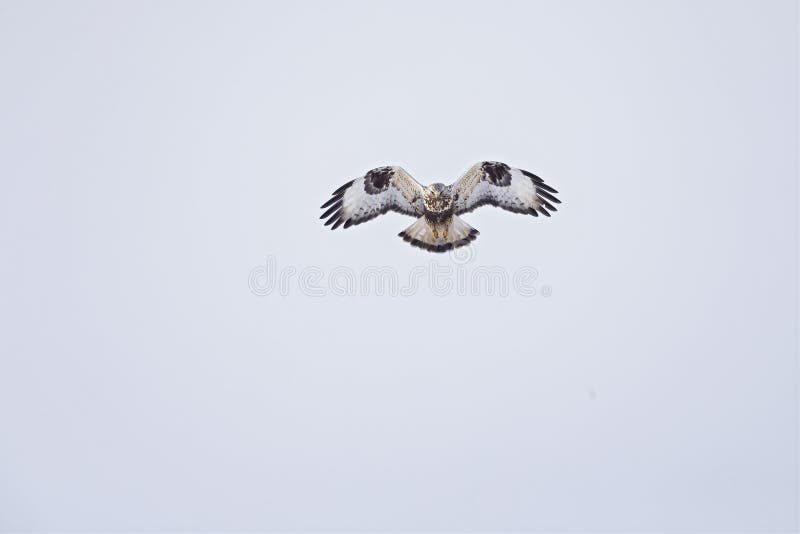 A Rough-legged Buzzard Hovering in Search for Prey Stock Image - Image ...
